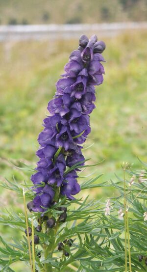 Aconite Root (Beekh Badhara): Health Benefits, Forms and Use - Herbal ...