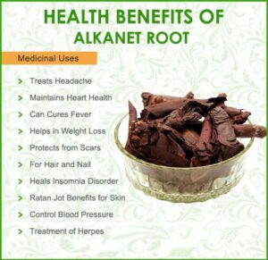 Alkanet Root: Health Benefits, Types, Uses and Side Effects - Herbal ...