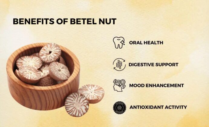 Health Benefits of Betel Nut, Forms and Side Effects - Herbal Information