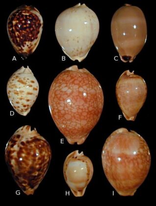 Health Benefits of Cowry Shell, Types, Uses and Side Effects - Herbal ...