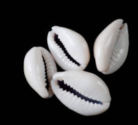 Health Benefits of Cowry Shell, Types, Uses and Side Effects - Herbal ...