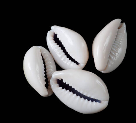 Health Benefits of Cowry Shell, Types, Uses and Side Effects - Herbal ...