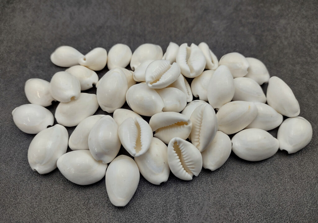 Health Benefits of Cowry Shell, Types, Uses and Side Effects - Herbal ...