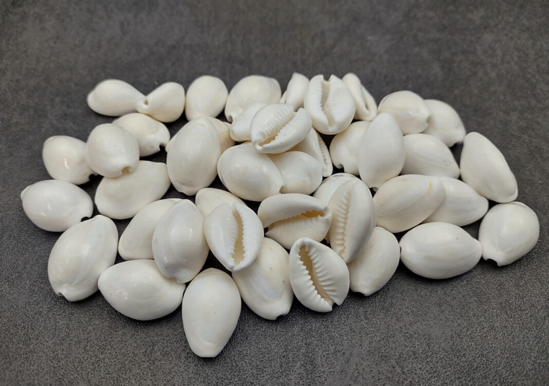 Health Benefits of Cowry Shell, Types, Uses and Side Effects - Herbal ...