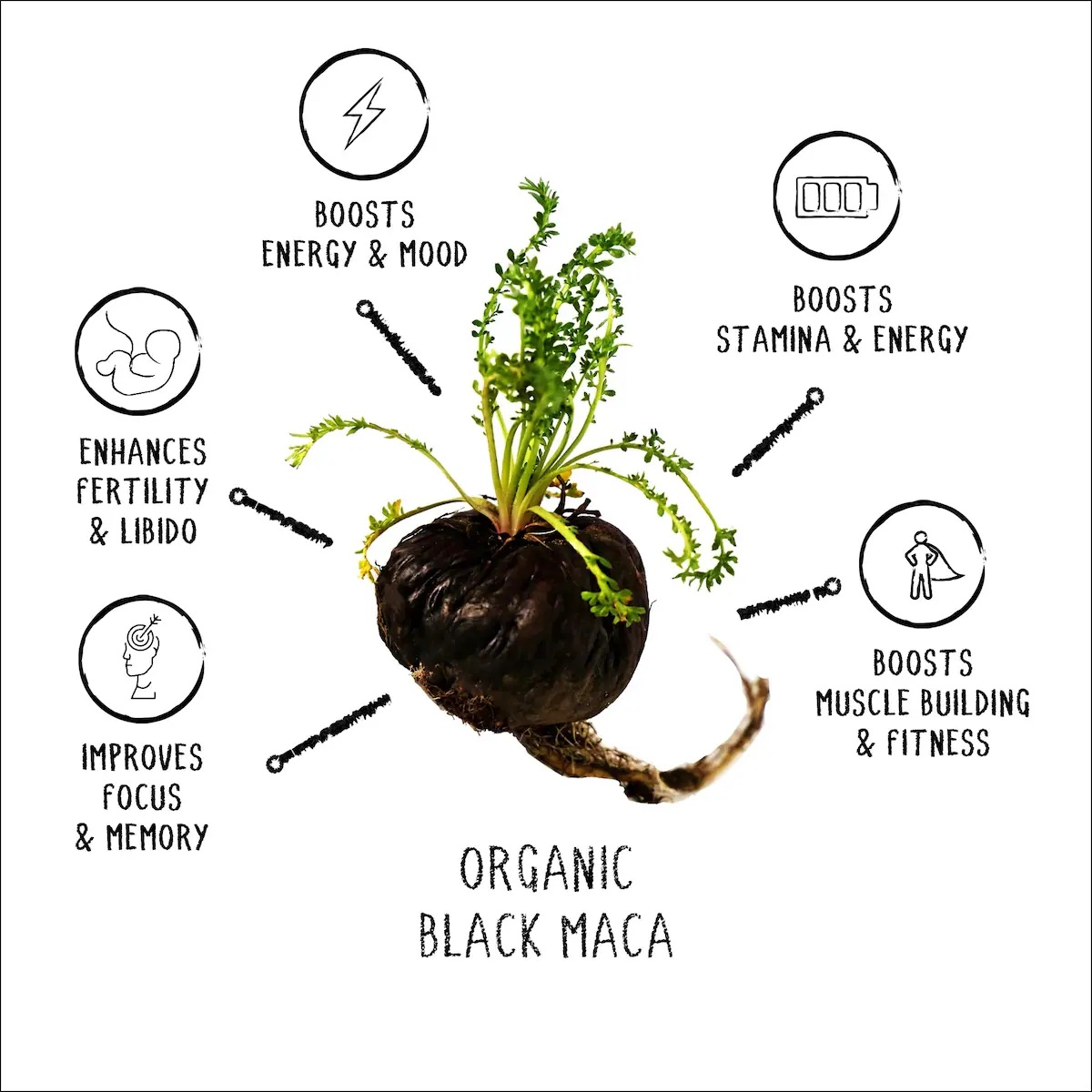 What is Black Maca Root? Uses, Types, Benefits and Health Risk - Herbal ...