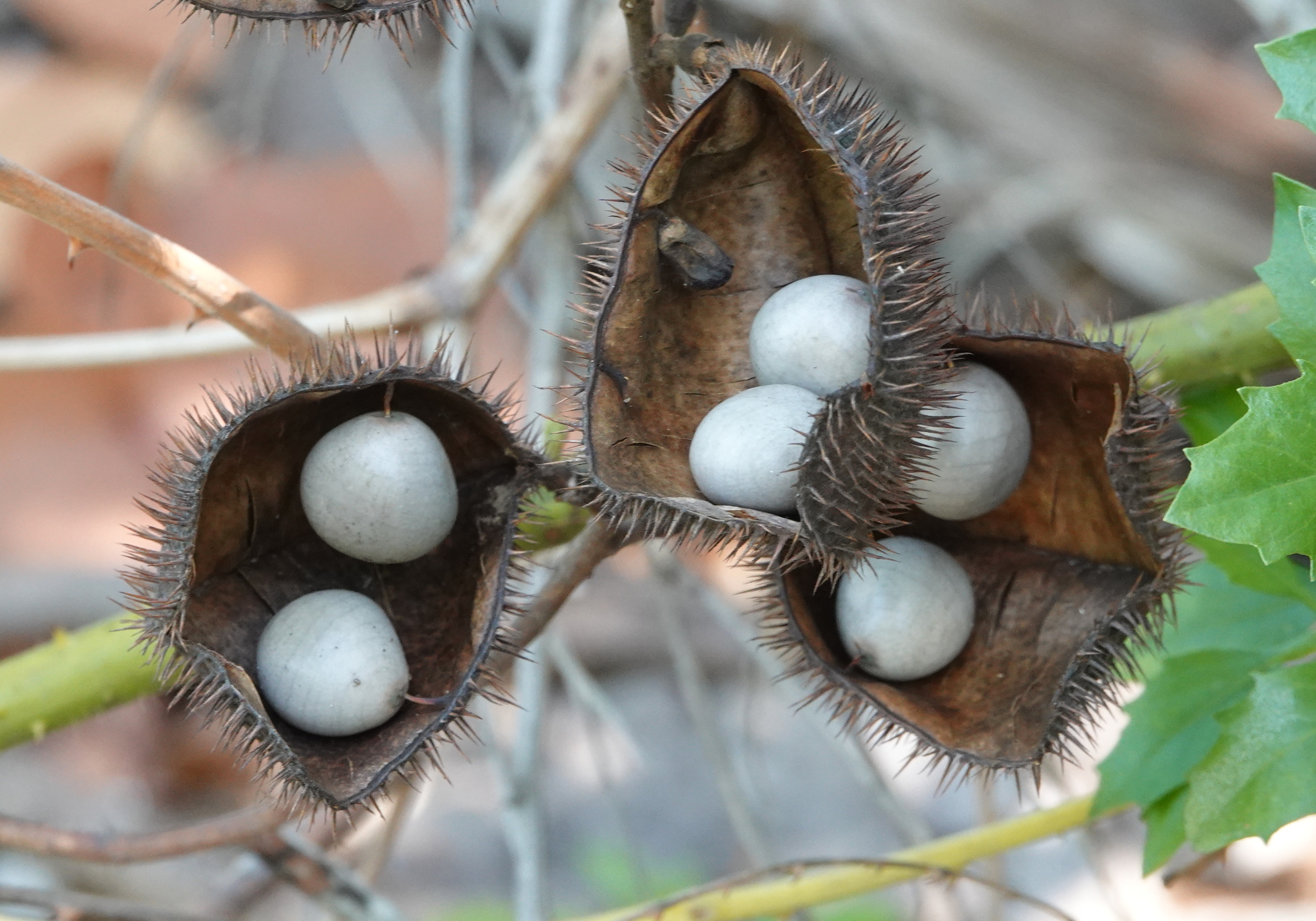 Health Benefits of Bonduc Nut, Forms and Side Effects - Herbal Information