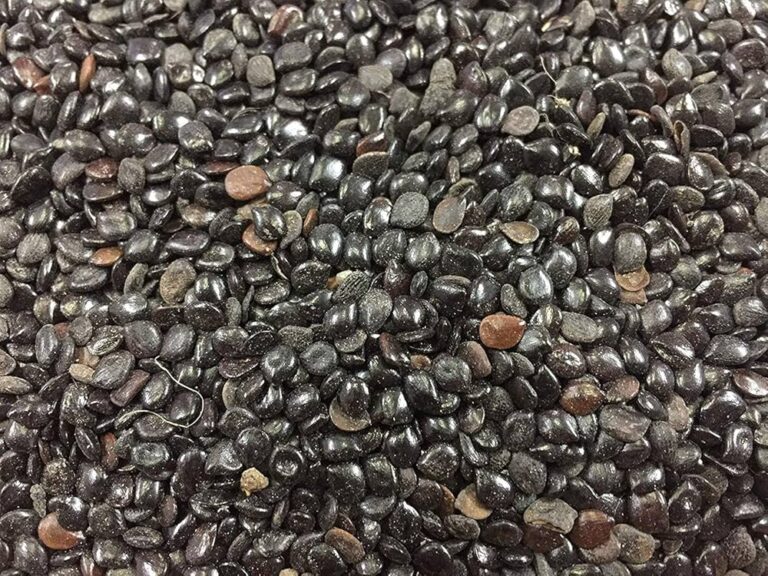 Chaksu Seeds: Incredible Health Benefits and Possible Side Effects ...