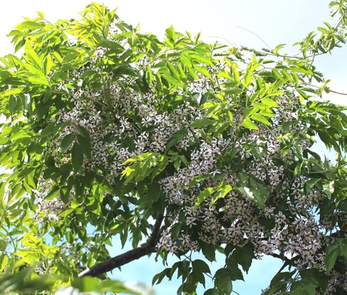Chinaberry (Bakain): A Traditional Tree with Remarkable Benefits and ...