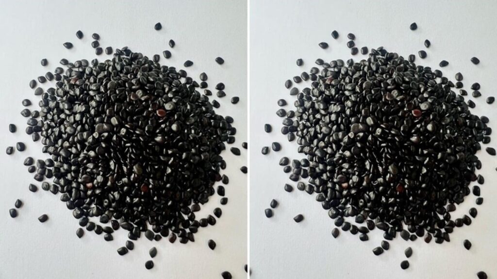 Chaksu Powder: Unlock the Secret to Better Health – Benefits, Uses, and ...