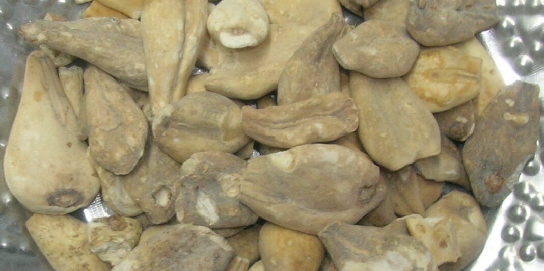 Colchicum (Suranjan-e-Shireen): Health Benefits and Potential Side ...
