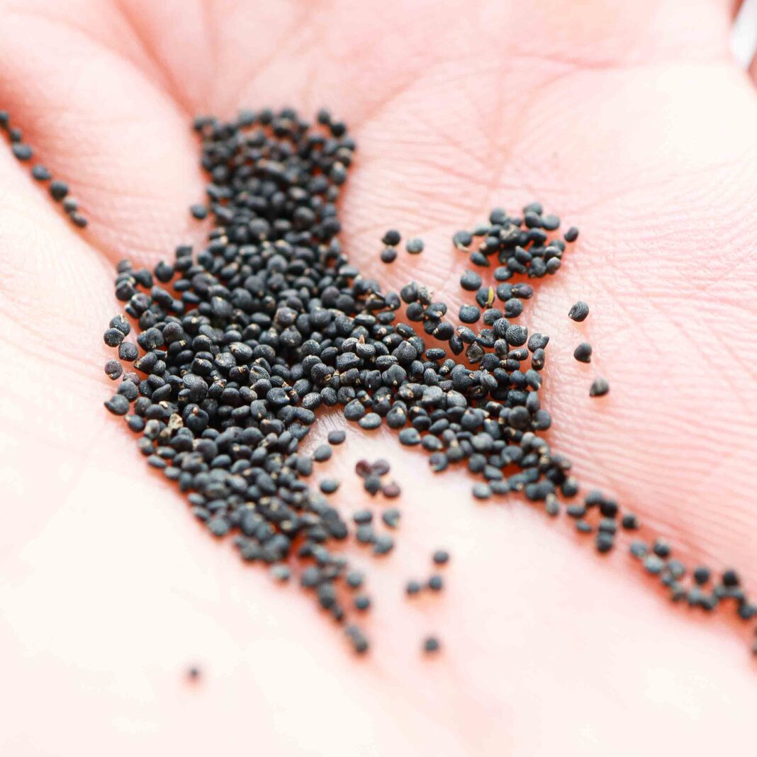 PURSLANE SEEDS BENEFITS,SIDE EFFECTS AND THEIR USES - Herbal Information