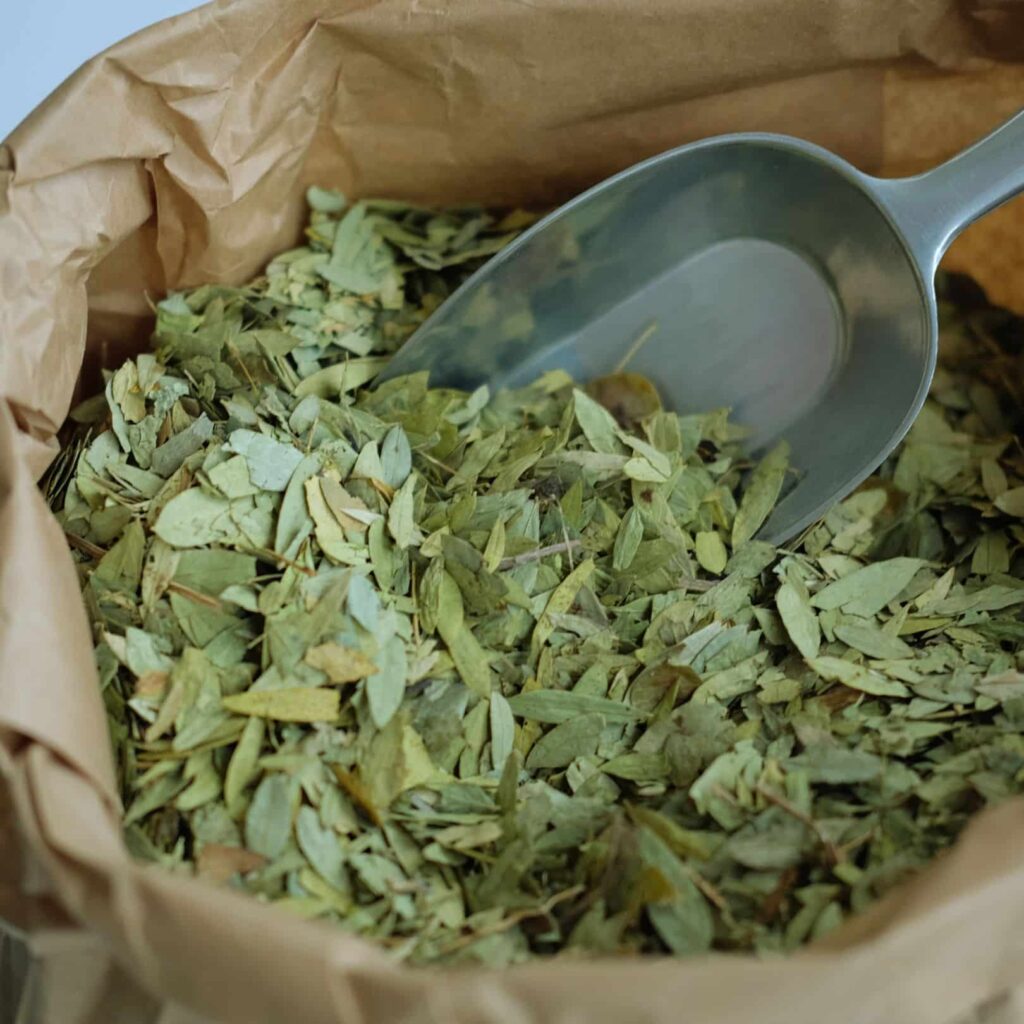 SENNA LEAVES BENEFITS,SIDE EFFECTS AND THEIR USES - Herbal Information