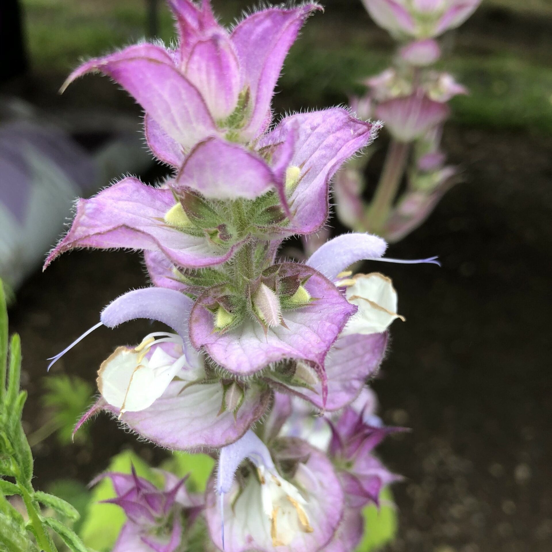 CLARY SAGE BENEFITS AND HOW TO USE - Herbal Information