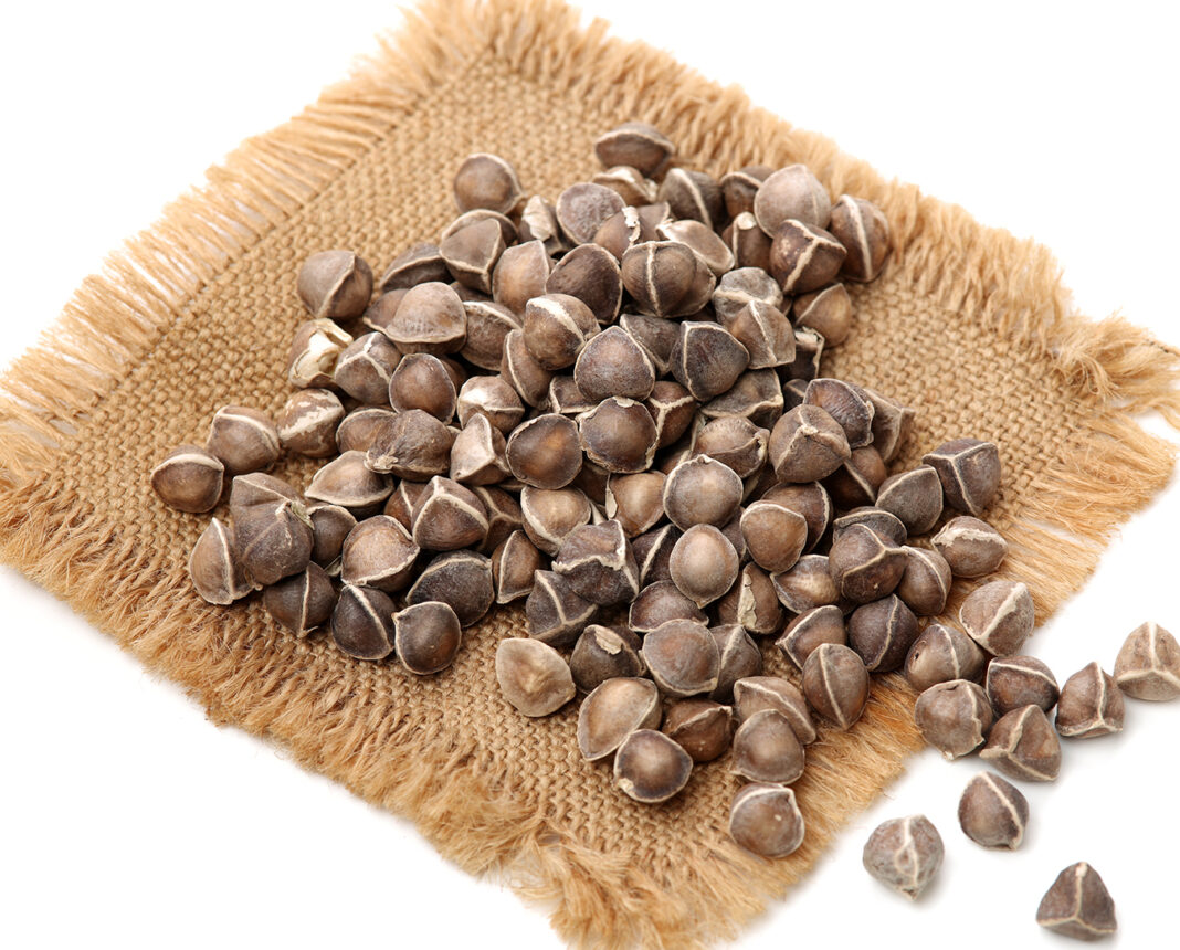 MORINGA SEEDS BENEFITS,SIDE EFFECTS AND HOW TO USE - Herbal Information