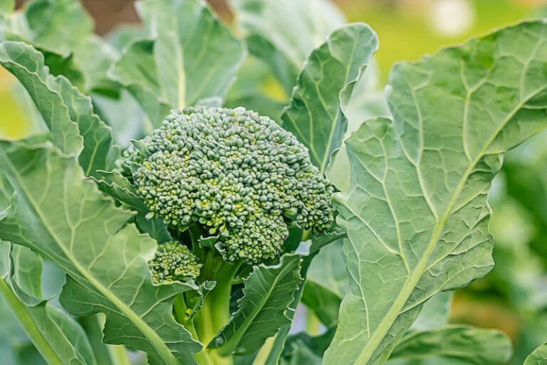 BROCCOLI BENEFITS AND HOW TO USE - Herbal Information