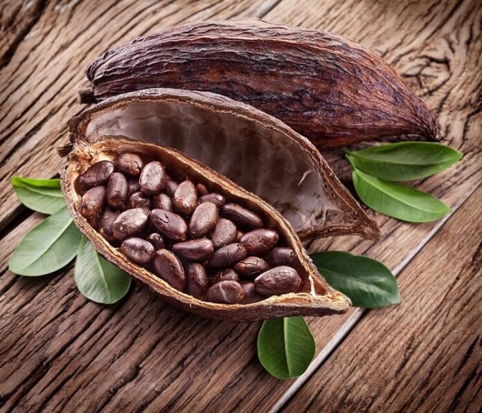 COCOA BEANS BENEFITS AND HOW TO USE - Herbal Information