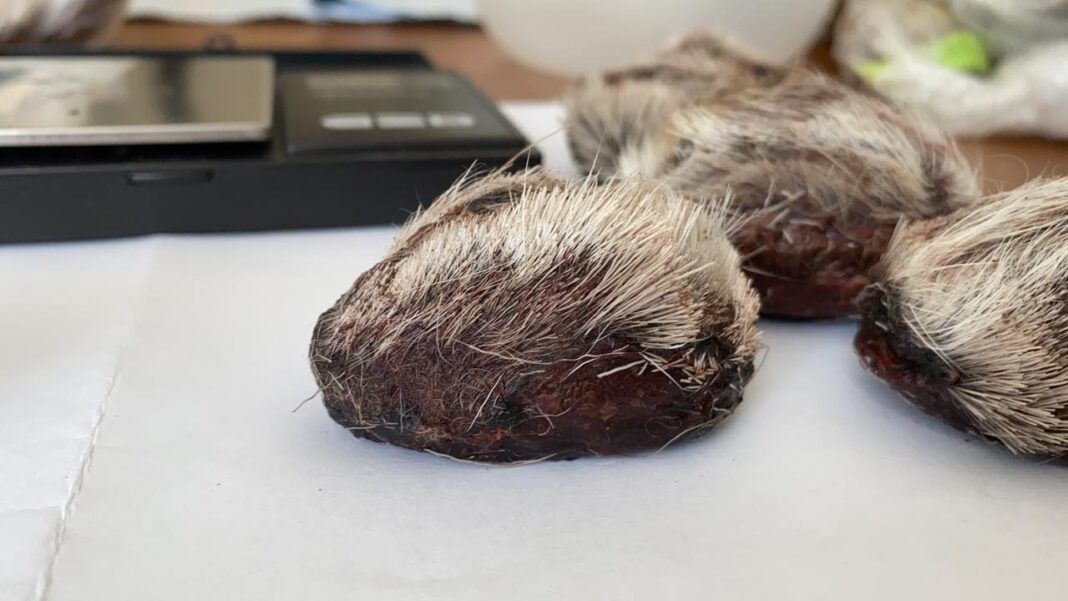 DEER MUSK(KASTURI) BENEFITS AND HOW TO USE - Herbal Information