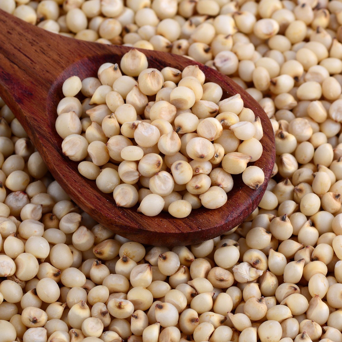 SORGHUM MILLET BENEFITS,SIDE EFFECTS AND THEIR USES - Herbal Information